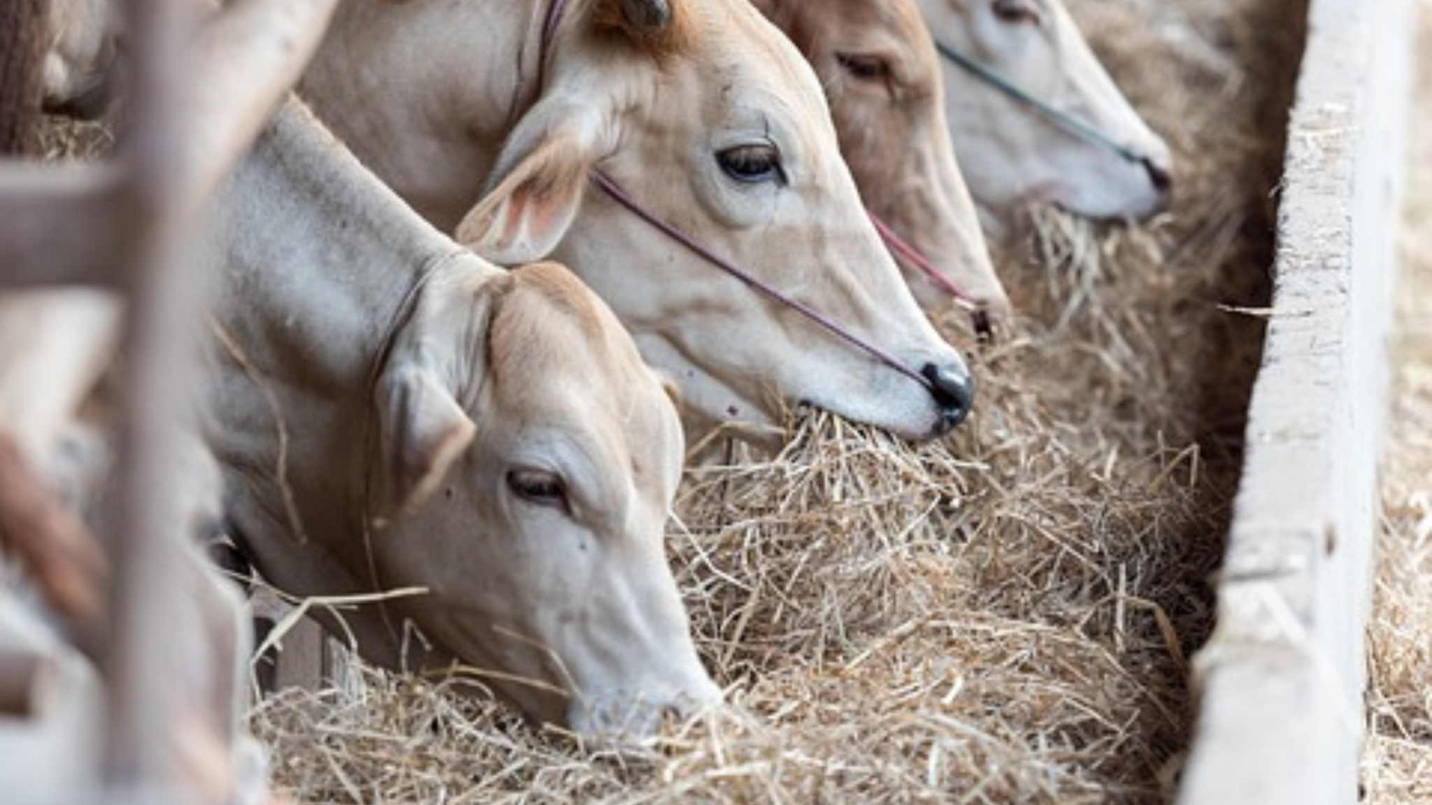 Understanding The Role Of Animal Feed Testing Laboratory In Animal ...